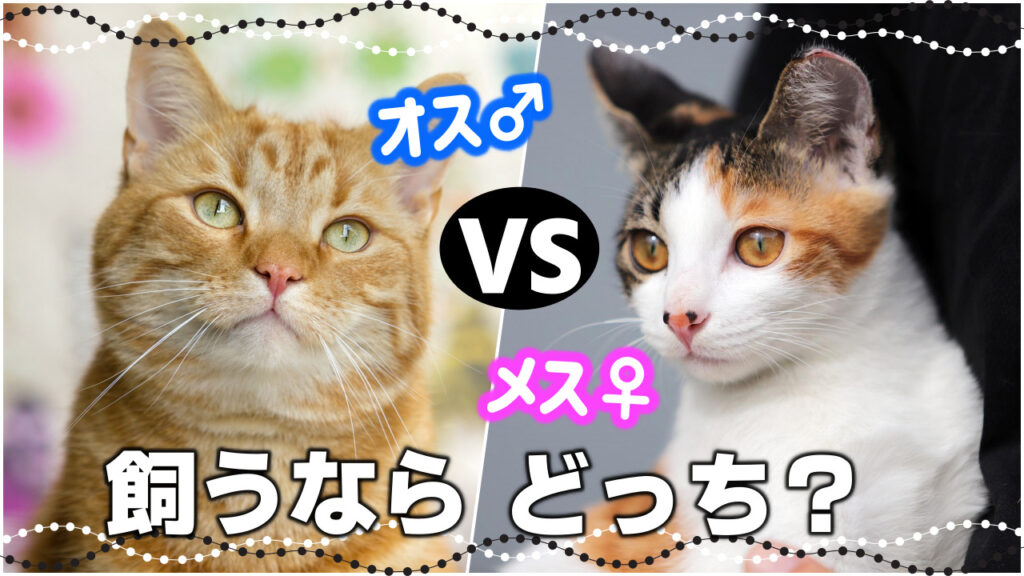 【猫の目の色の種類】豊富なカラー!珍しい色も|猫の瞳と毛色の関係 ねこもよ