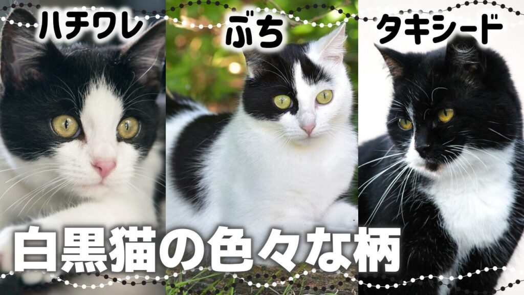 【グレー猫・グレー白猫の特徴】灰色のハチワレも｜毛色で分かる猫の性格 ねこもよ
